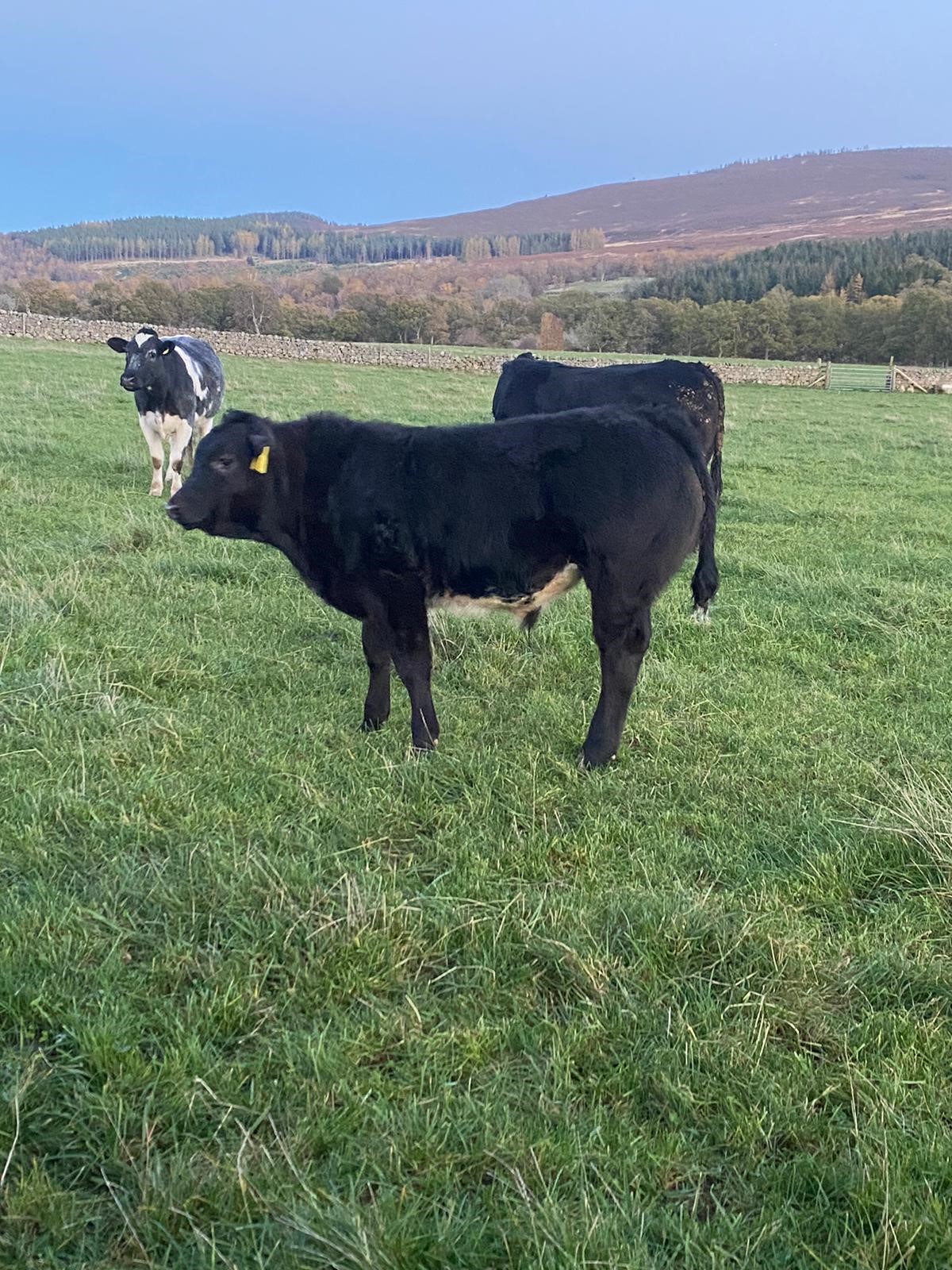 Aberdeen & Northern Marts - Delivering for Agriculture Businesses