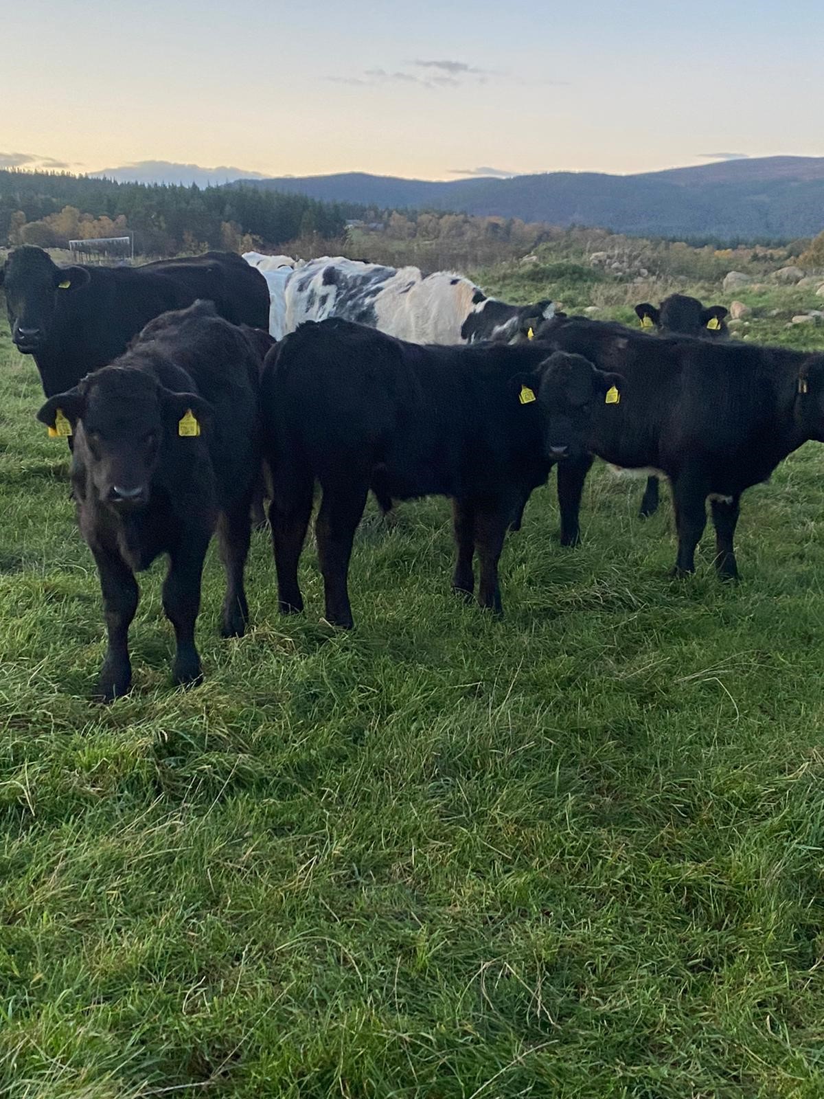 Aberdeen & Northern Marts - Delivering for Agriculture Businesses