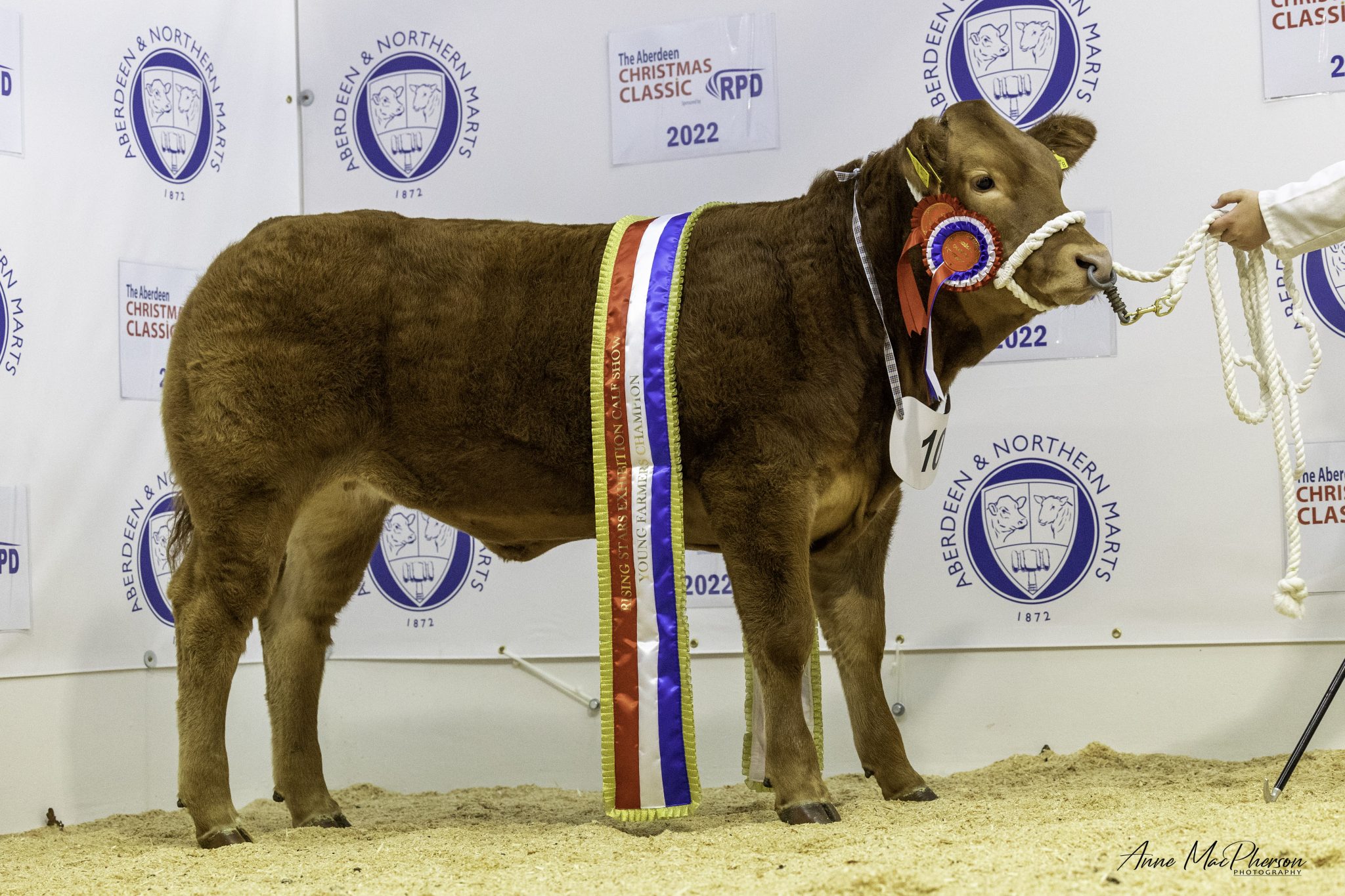 Fodderletter rules supreme in Rising Stars - Aberdeen and Northern Marts