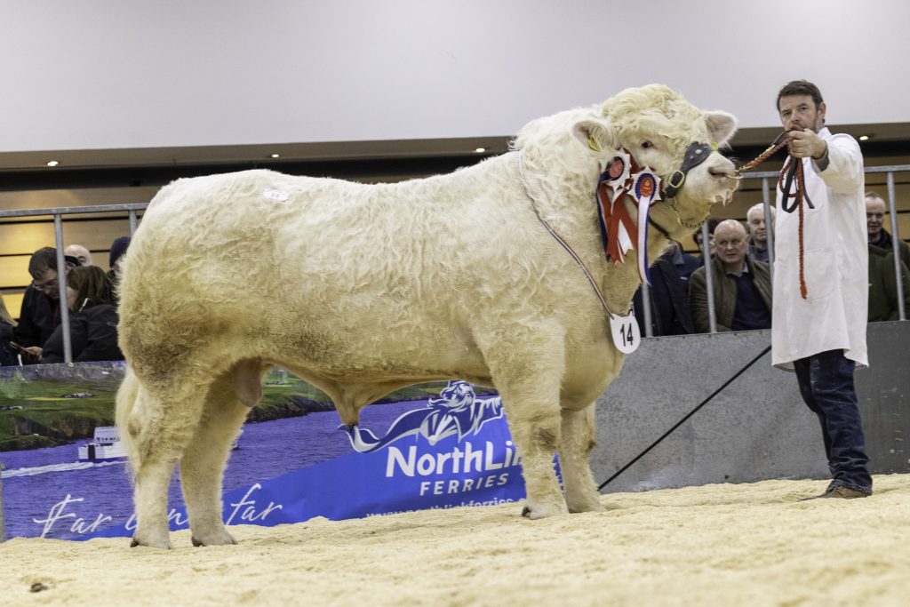 Pedigree bulls achieve 13,000gns at Royal Northern Spring Show ...