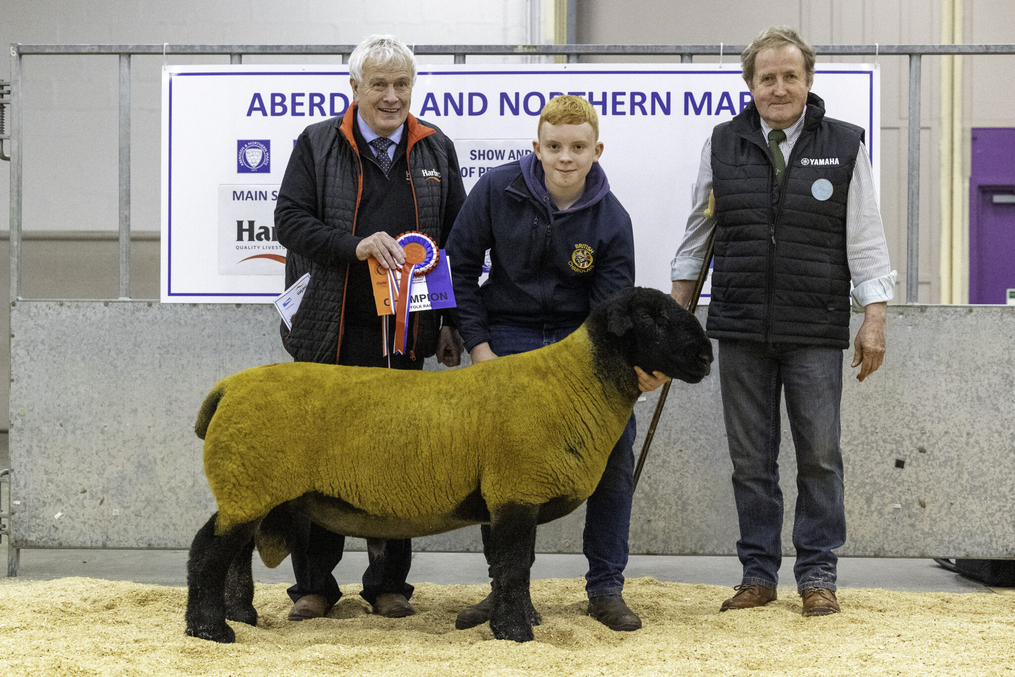 Texel Champion tops Thainstone Rams at 2400gns - Aberdeen and Northern ...