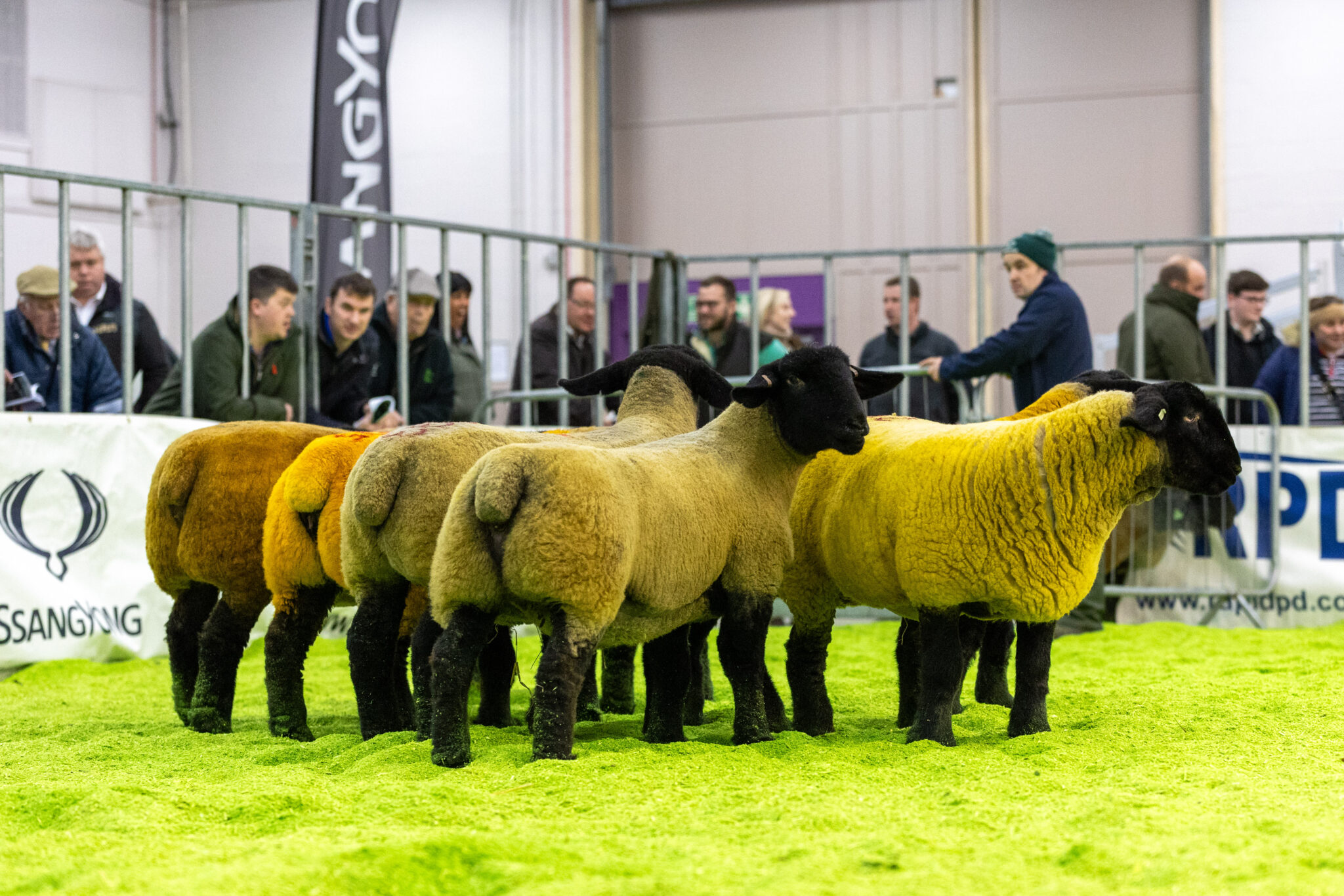 Special Livestock Events - Aberdeen and Northern Marts