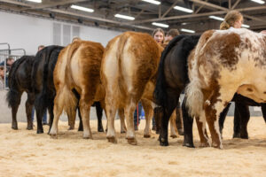 Special Livestock Events - Aberdeen and Northern Marts
