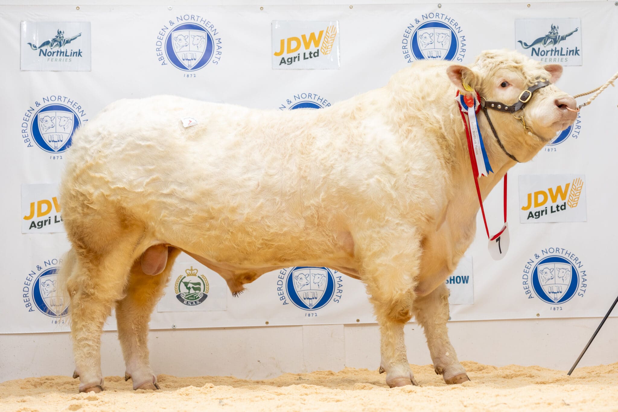 Bonnykelly Upperclass Tops Bull Sale at 16,000gns - Aberdeen and ...