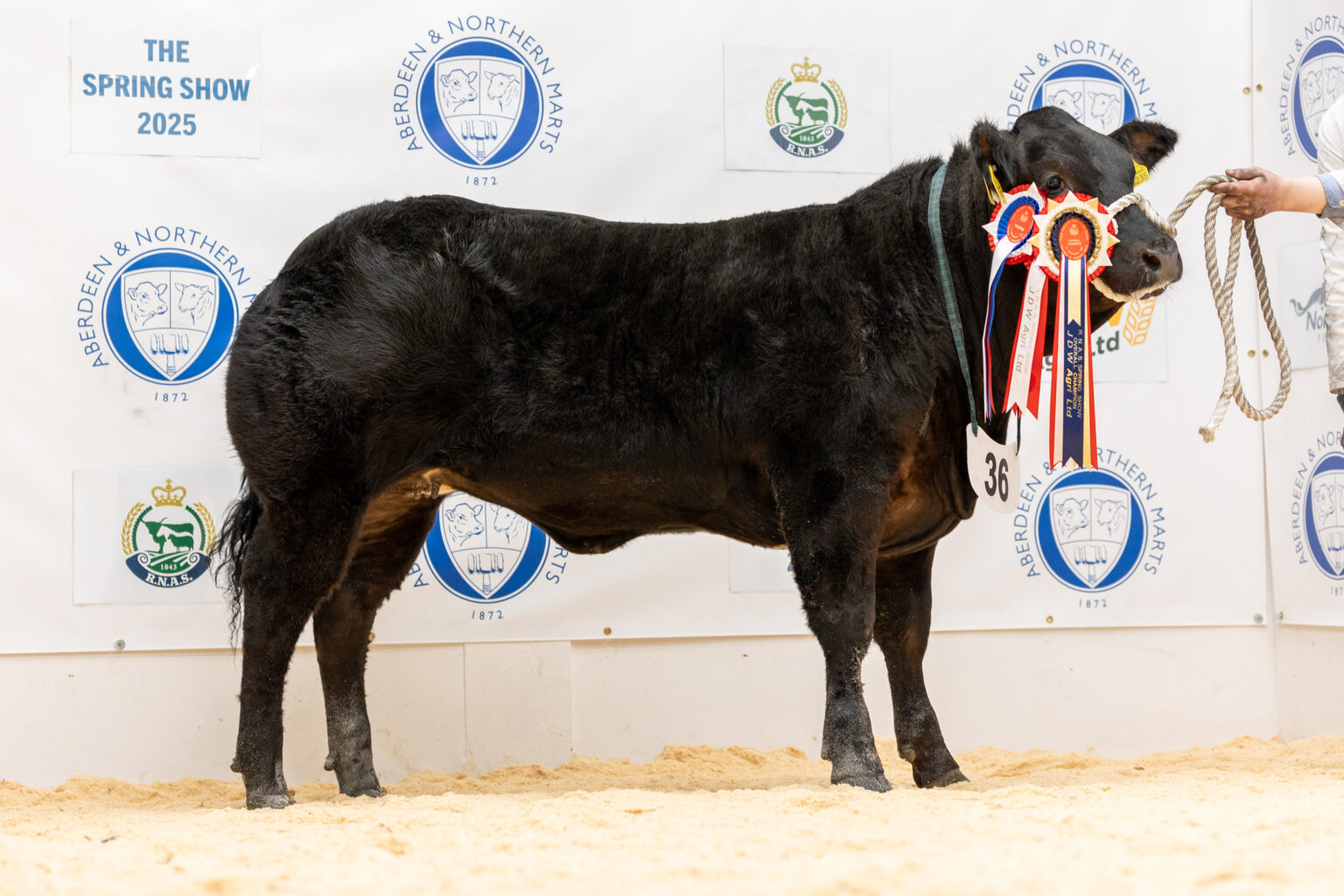 Logierait leads the way in the Show & Sale of Exhibition Cattle ...